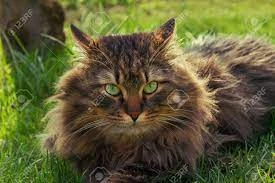Ashy Remains Of Fire | Warrior Cat Club Wiki | Fandom