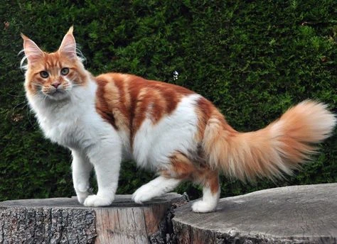 Sorrel | Warrior Cat Club Wiki | Fandom