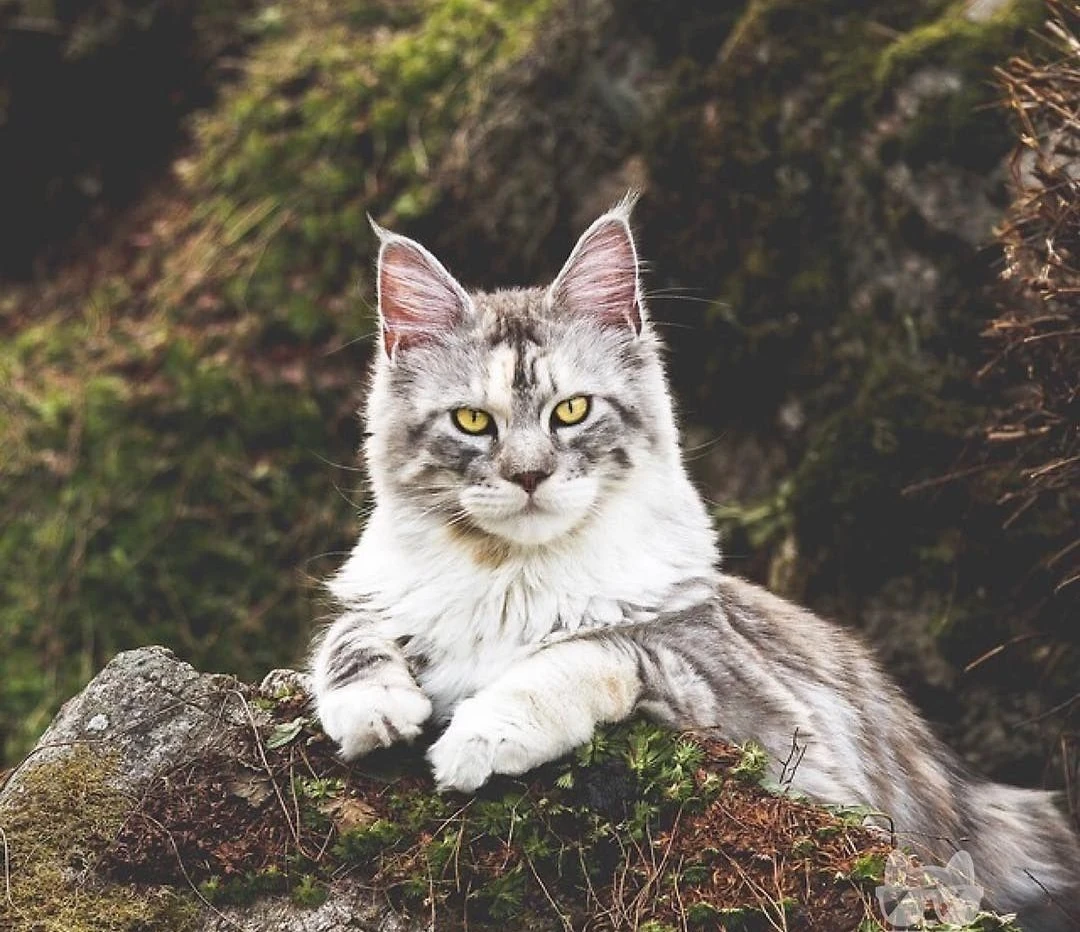 Dustpaw | Warrior Cat Club Wiki | Fandom