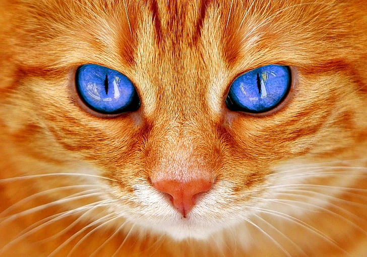 Flamestar | Warrior Cat Club Wiki | Fandom