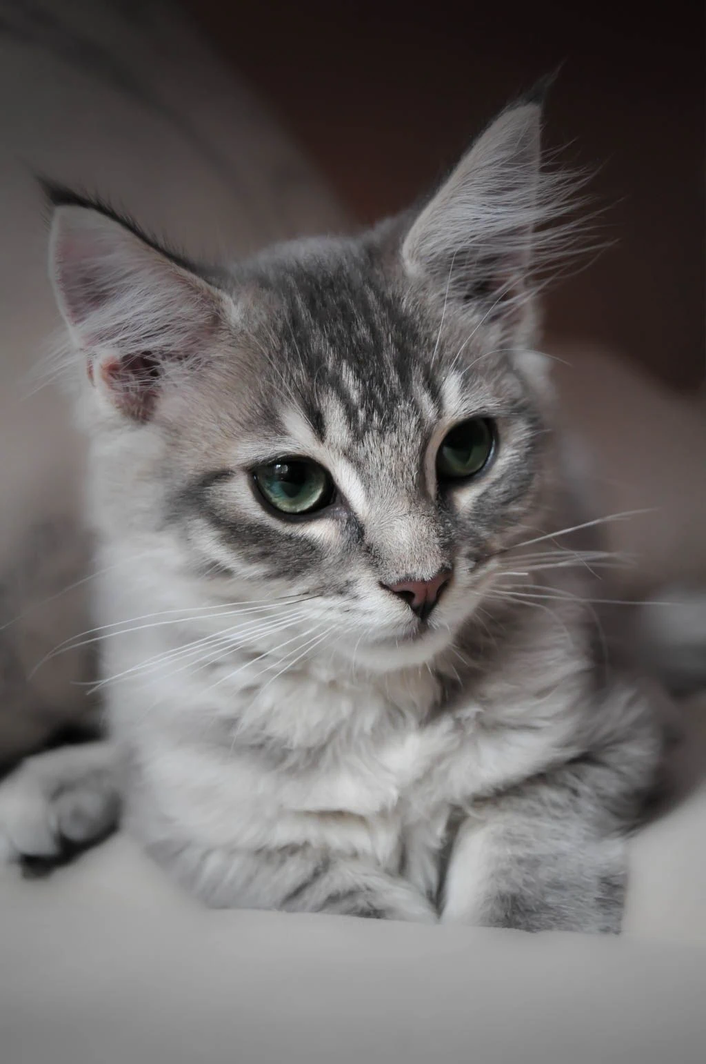 Wolfpaw | Warrior Cat Club Wiki | Fandom