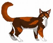 Redtail | Warriors cats Wikia | Fandom