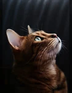 Mousefur | Warriors cats Wikia | Fandom