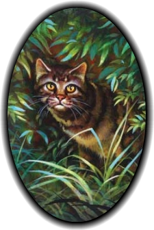 Tigerclaw | Warriors cats Wikia | Fandom