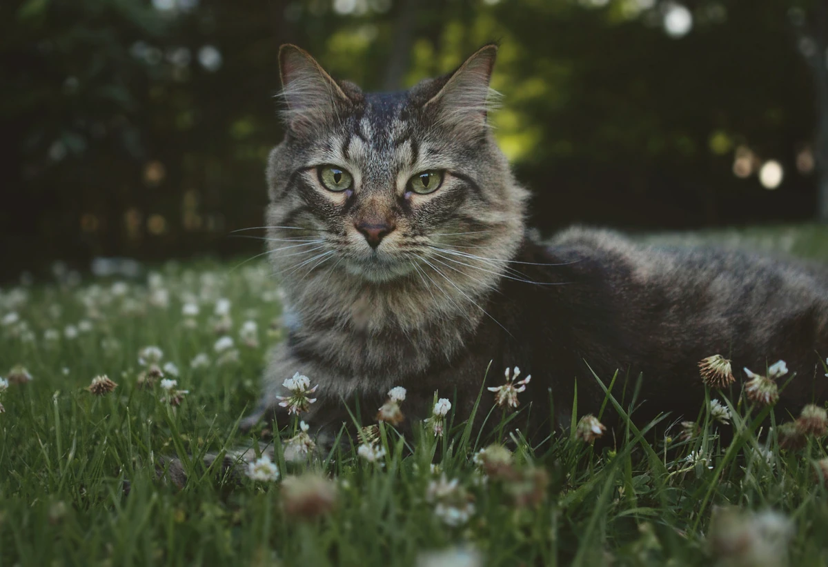 Nitro | Warrior Cats: A New Dawn Wikia | Fandom