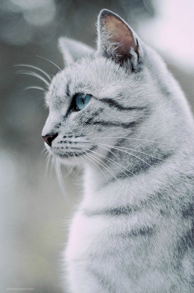 Ashkit Warrior Cats A New Dawn Wikia Fandom