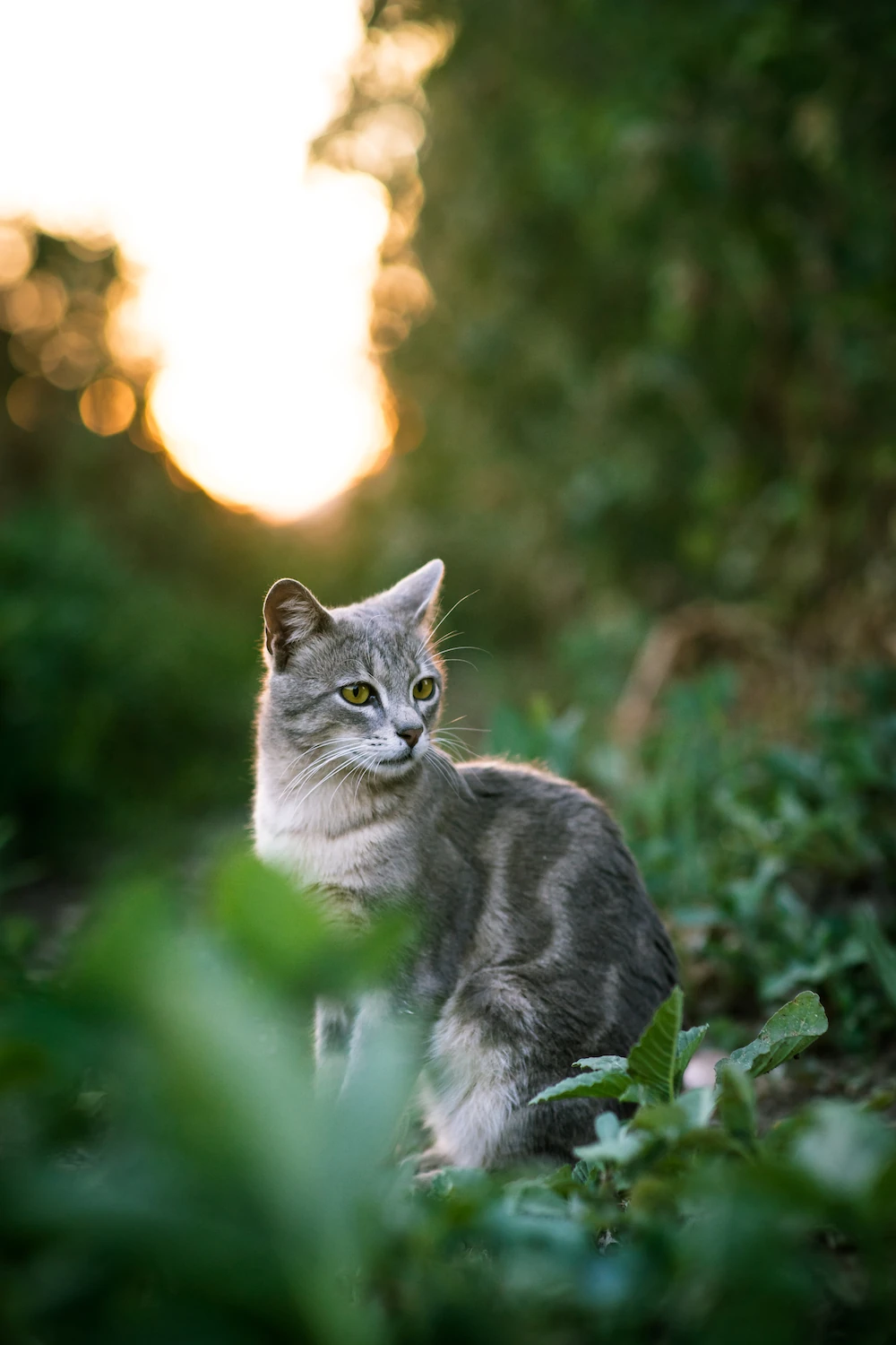 Category:She-cats | Warrior Cats: A New Dawn Wikia | Fandom