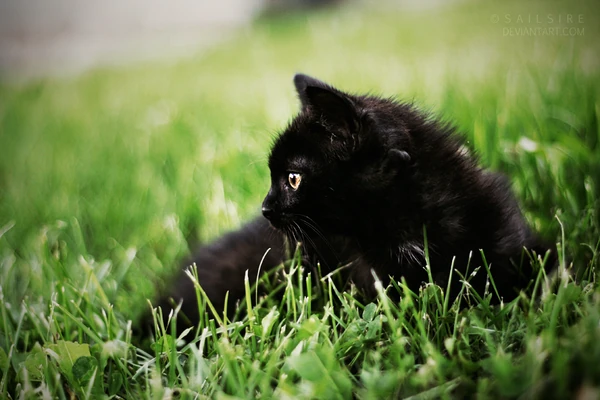 Jaws | Warrior Cats: A New Dawn Wikia | Fandom