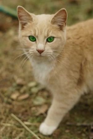 Primrose | Warrior Cats: A New Dawn Wikia | Fandom