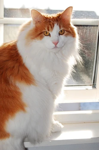 Berry | WARRIOR CATS FAN HEADQUARTERS Wiki | Fandom
