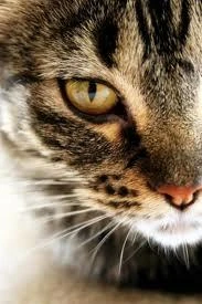 Hawk | WARRIOR CATS FAN HEADQUARTERS Wiki | Fandom