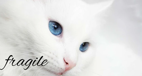 Fragile | WARRIOR CATS FAN HEADQUARTERS Wiki | Fandom