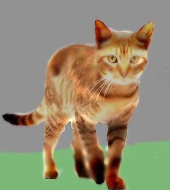 Foxstar | Warrior Cats Fanon Wiki | Fandom