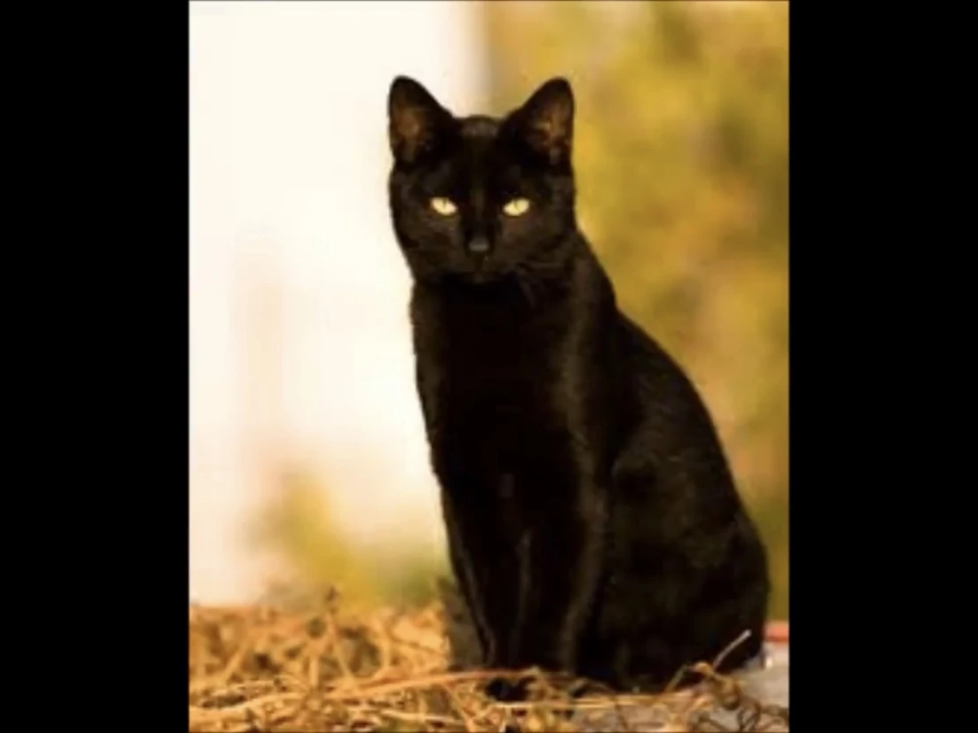 Angelfeather | Warrior Cats Fanon Wiki | Fandom