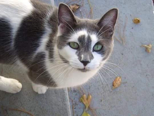 Tangleheart | Warrior Cats Fanon Wiki | Fandom