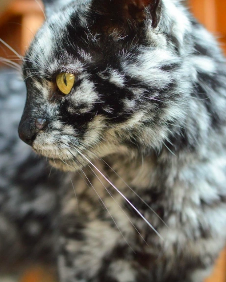 Ivywhisker | Warrior Cats Fanon Wiki | Fandom