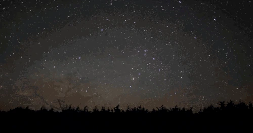 StarClan | Warrior Cats Into the Wild Wiki | Fandom