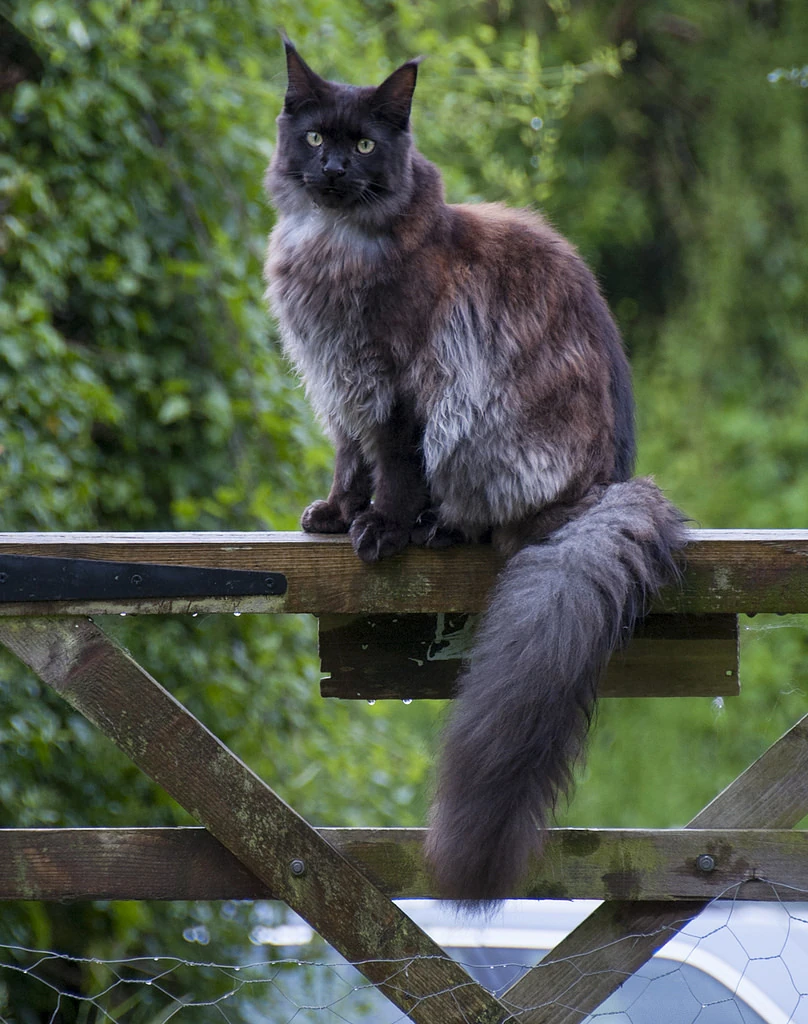 Domanik | Warrior Cats Into the Wild Wiki | Fandom