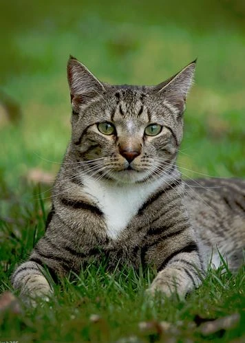Shrewstar | Warrior Cats Into the Wild Wiki | Fandom