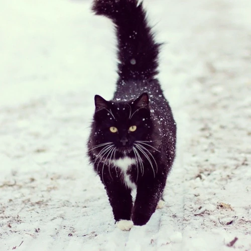 Twistedstar | Warrior Cats Into the Wild Wiki | Fandom