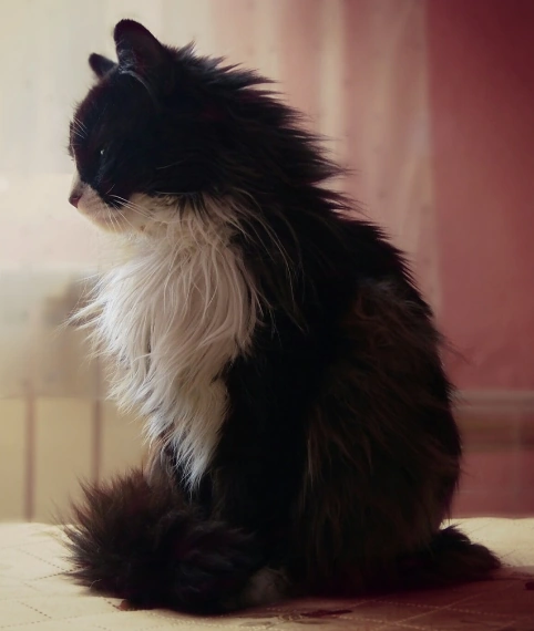 Maxwell | Warrior Cats Into the Wild Wiki | Fandom