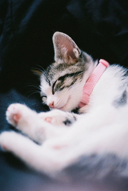 Laila | Warrior Cats Into the Wild Wiki | Fandom