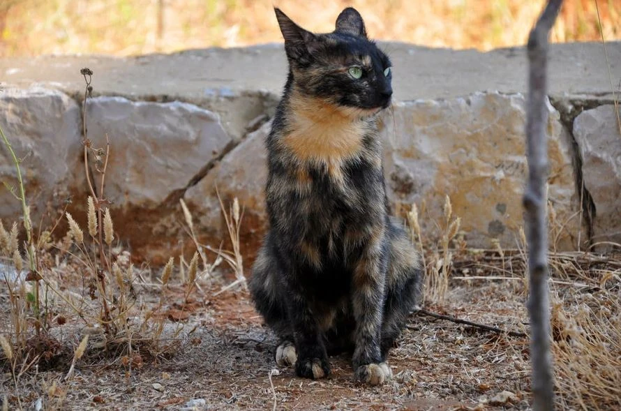 Robinwing | Warrior Cats Into the Wild Wiki | Fandom