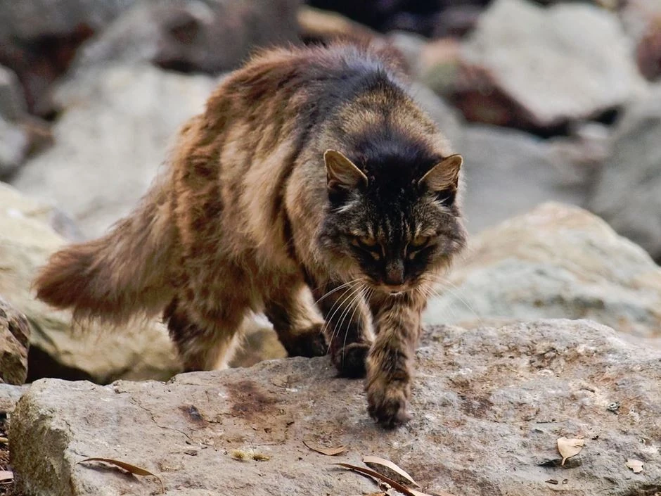 Hawkflight | Warrior Cats Into the Wild Wiki | Fandom