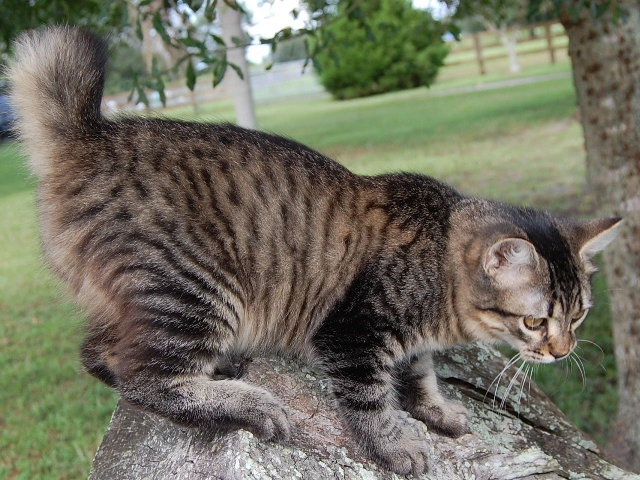 Stomp | Nederlandse Warrior Cats wiki | Fandom