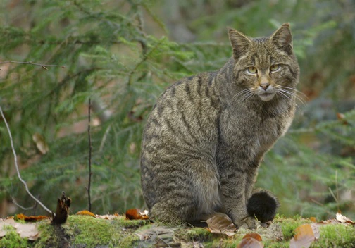 Springende Vis | Nederlandse Warrior Cats wiki | Fandom