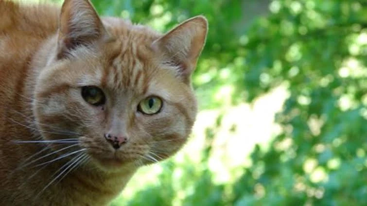 Krekel | Nederlandse Warrior Cats wiki | Fandom