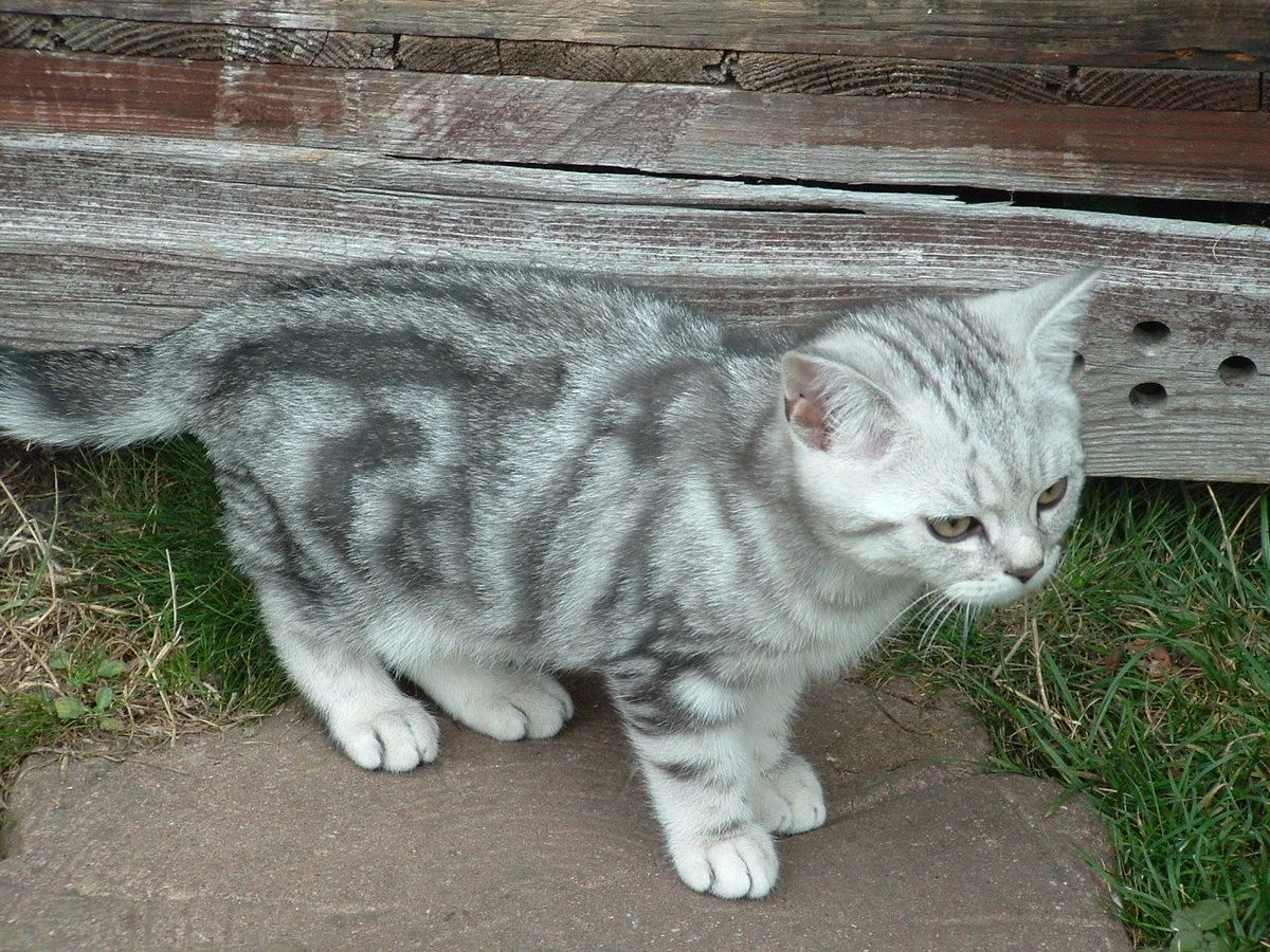 Struikkit | Nederlandse Warrior Cats wiki | Fandom