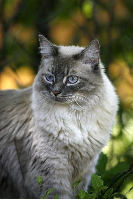 Kiezel Die Van Berg Rolt | Nederlandse Warrior Cats wiki | Fandom