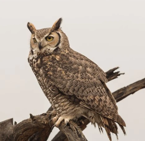 Uil | Nederlandse Warrior Cats wiki | Fandom