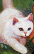 Wolkstaart | Nederlandse Warrior Cats wiki | Fandom