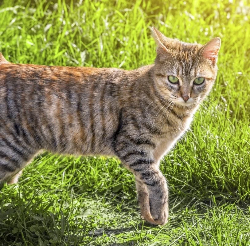 Schemervacht | Nederlandse Warrior Cats wiki | Fandom