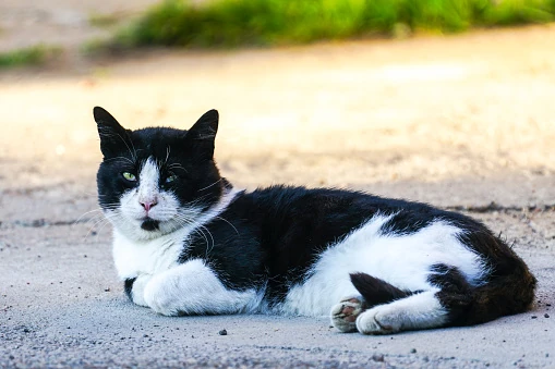 Splinter | Nederlandse Warrior Cats wiki | Fandom