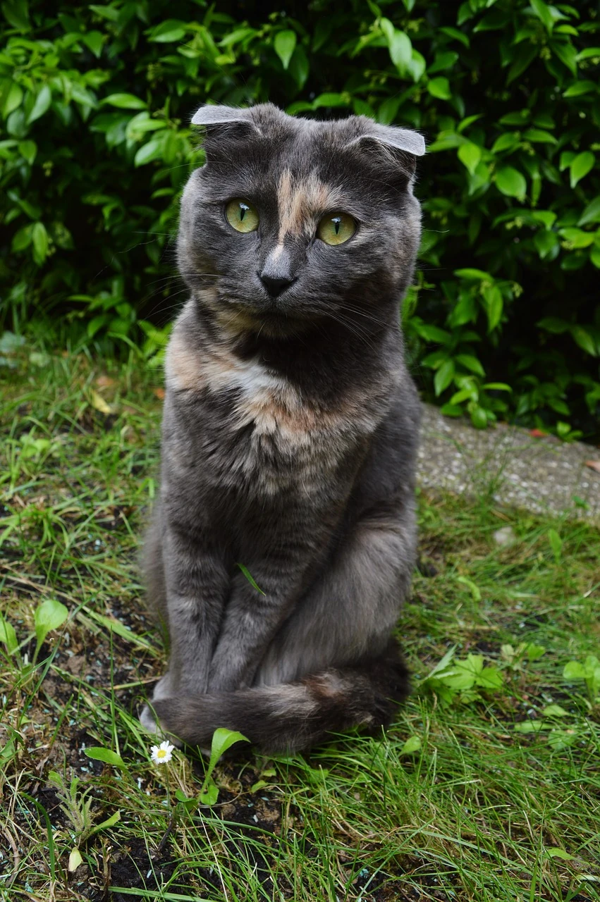 Missy | Warrior Cats OC Wiki | Fandom