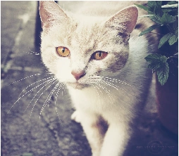 Featherfall | Warrior Cats Of The Forest RPG Wiki | Fandom