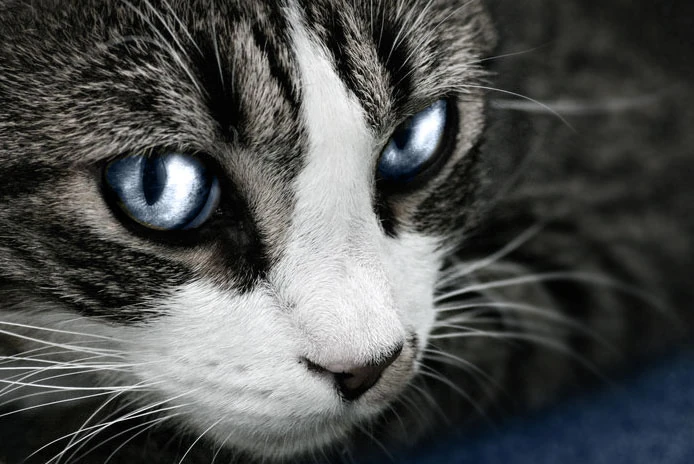 Hazelkit | Warrior Cats of the Wild Roleplay Wiki | Fandom