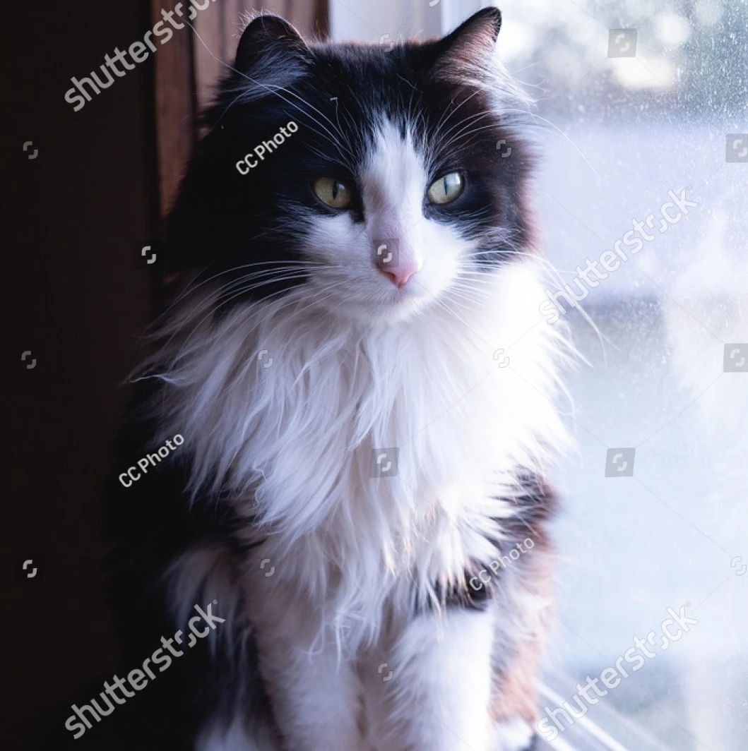 Category:Characters | Warrior Cats personal fanon Wiki | Fandom