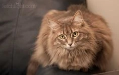 Mapleheart | Warrior Cats personal fanon Wiki | Fandom