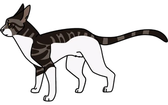 Cloudwing | Warrior Cats RPG Wiki | Fandom