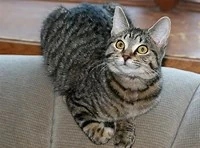 Echomist | Warrior Cats RPG Wiki | Fandom