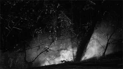 Dark Forest | Warrior Cats RPG Wiki | Fandom