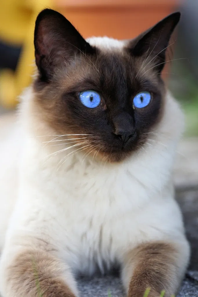 Volkhard | Warrior Cats RPG Wiki | Fandom