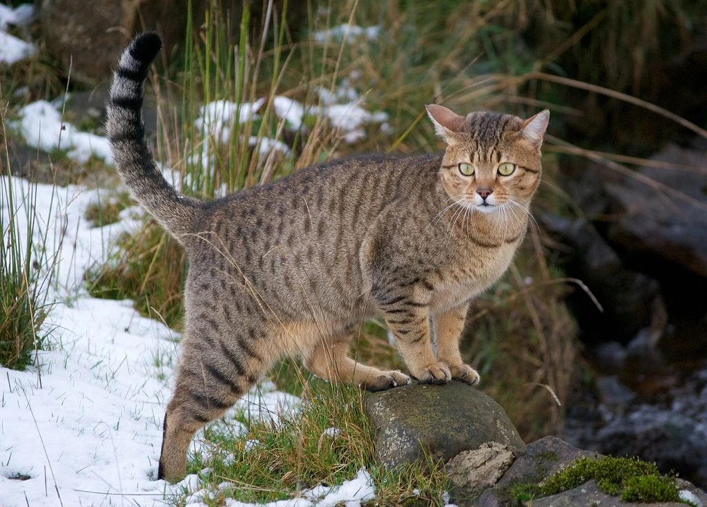 Paleice | Warrior Cats RPG Wiki | Fandom