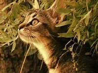 Dustpaw | Warrior Cats RPG Wiki | Fandom