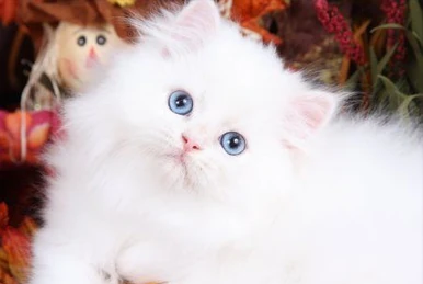 Breezechaser Warrior Cats Rpg Wiki Fandom Breezepelt | Warriors Wiki