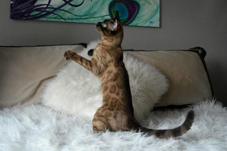 Rosepaw | Warrior Cats RPG Wiki | Fandom